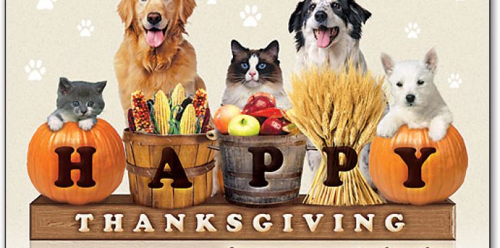 Happy Thanksgiving!! | Willow Animal Hospital
